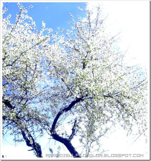 Paradisul Florilor: Visin inflorit